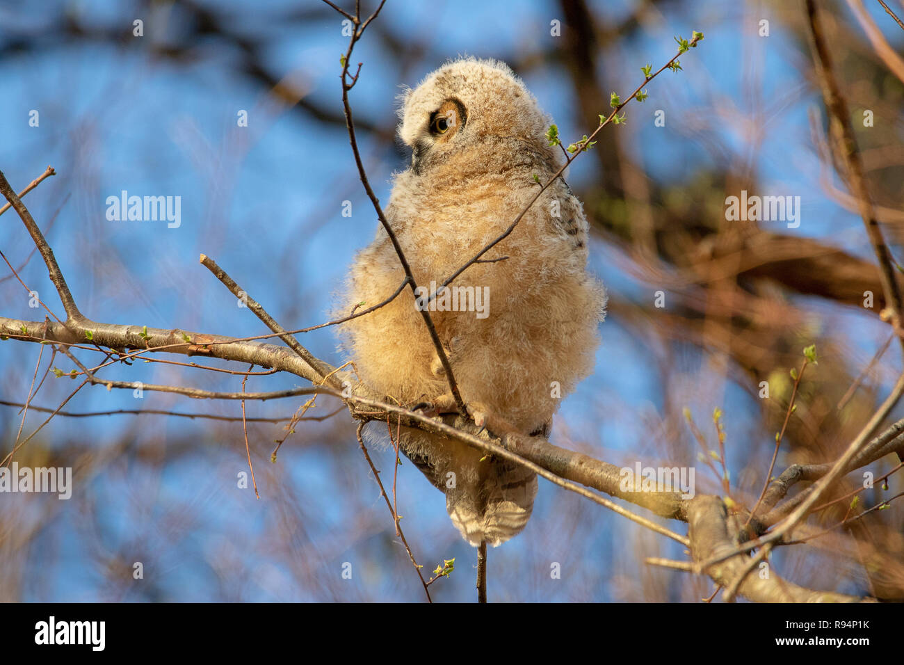 Fledged Great Horned Owlet at Dawn Stock Photo - Alamy
