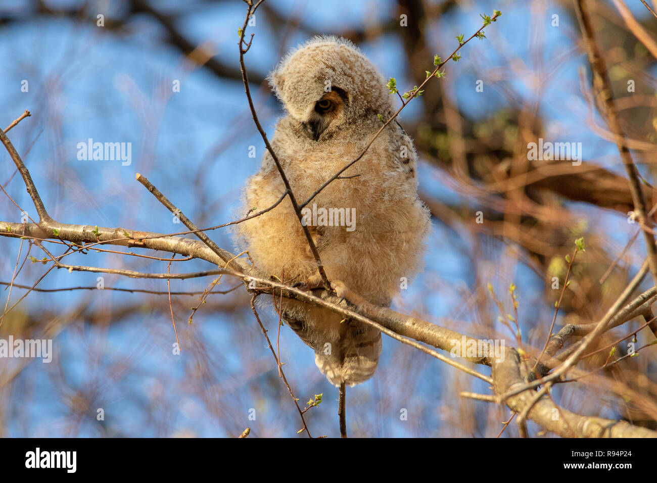 Fledged Great Horned Owlet at Dawn Stock Photo - Alamy