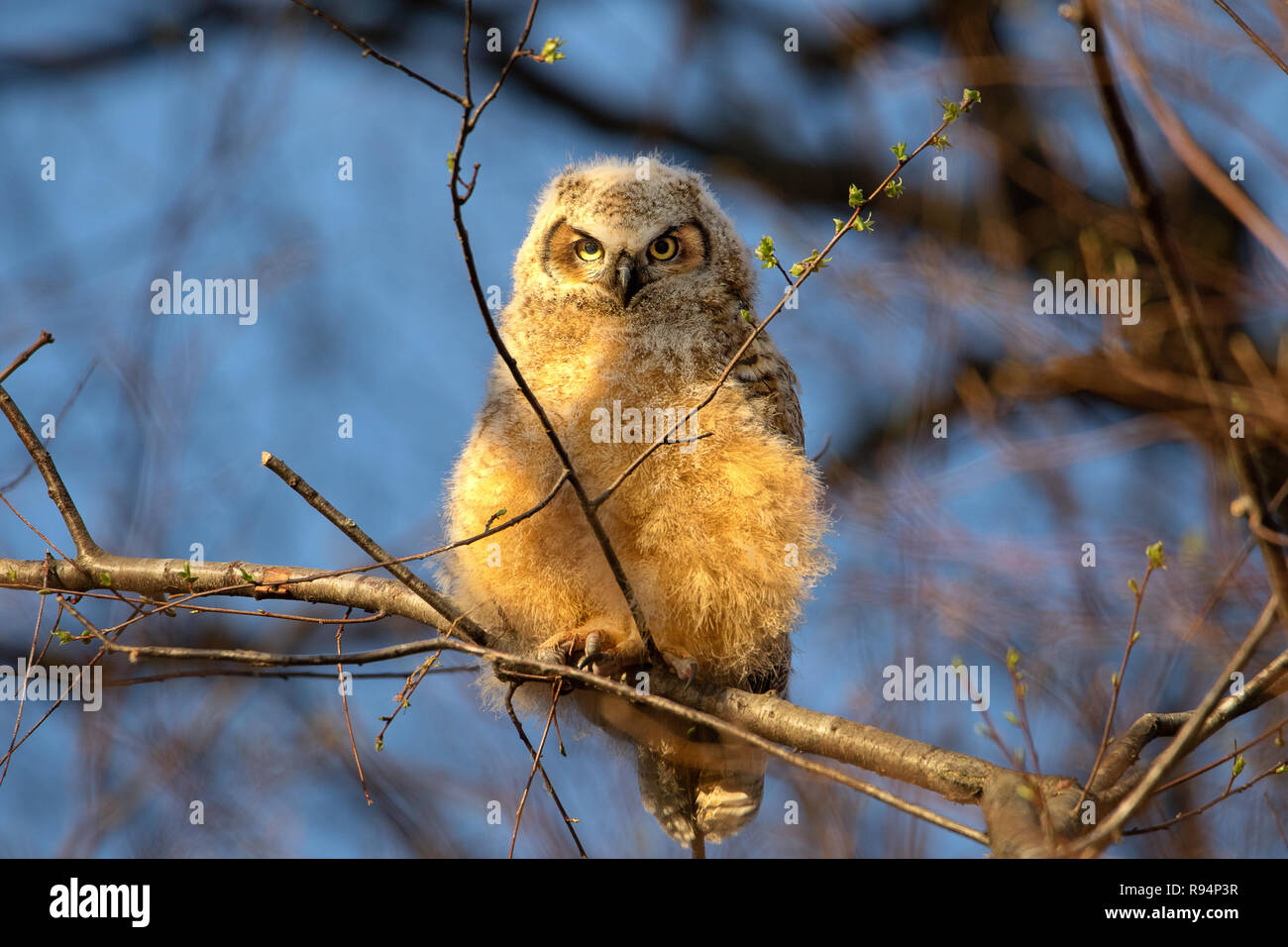 Fledged Great Horned Owlet at Dawn Stock Photo - Alamy