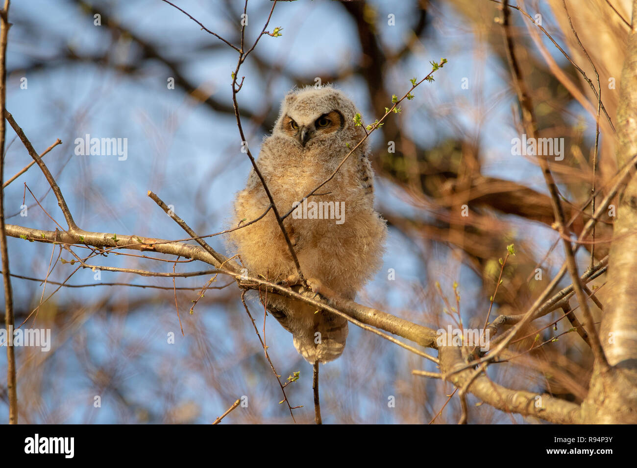 Fledged Great Horned Owlet at Dawn Stock Photo - Alamy