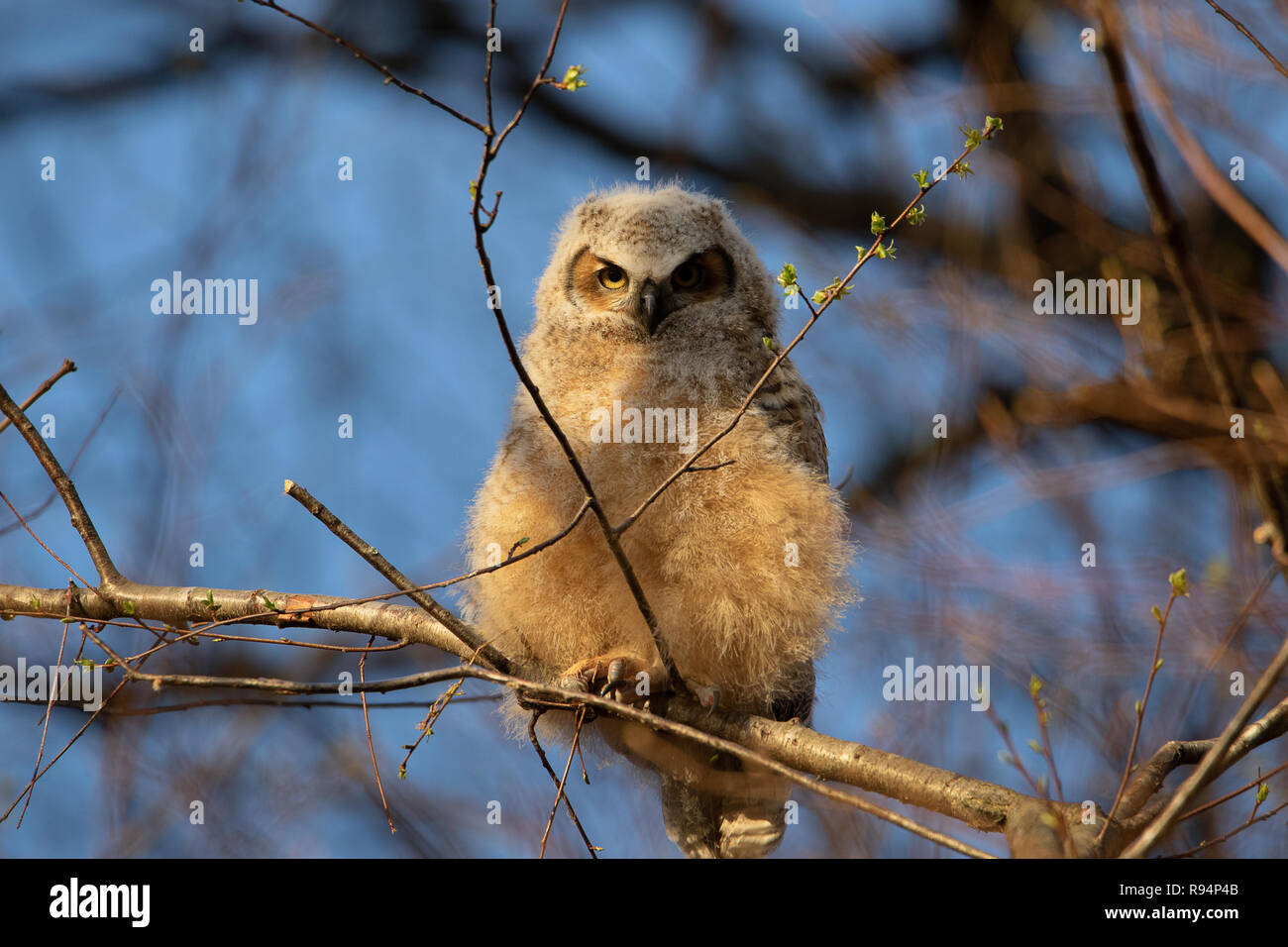 Fledged Great Horned Owlet at Dawn Stock Photo - Alamy