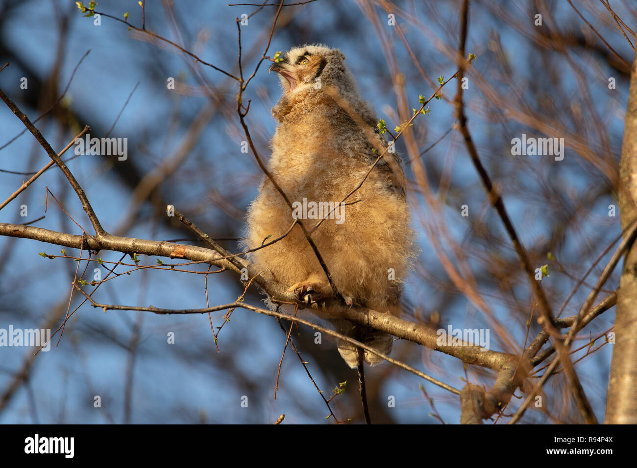 Fledged Great Horned Owlet at Dawn Stock Photo - Alamy