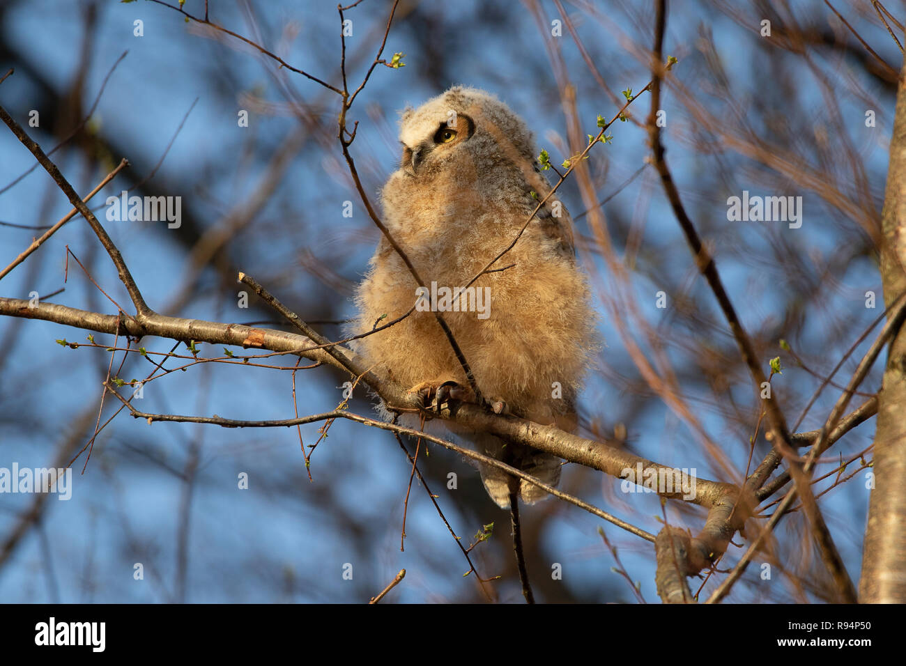 Fledged Great Horned Owlet at Dawn Stock Photo - Alamy