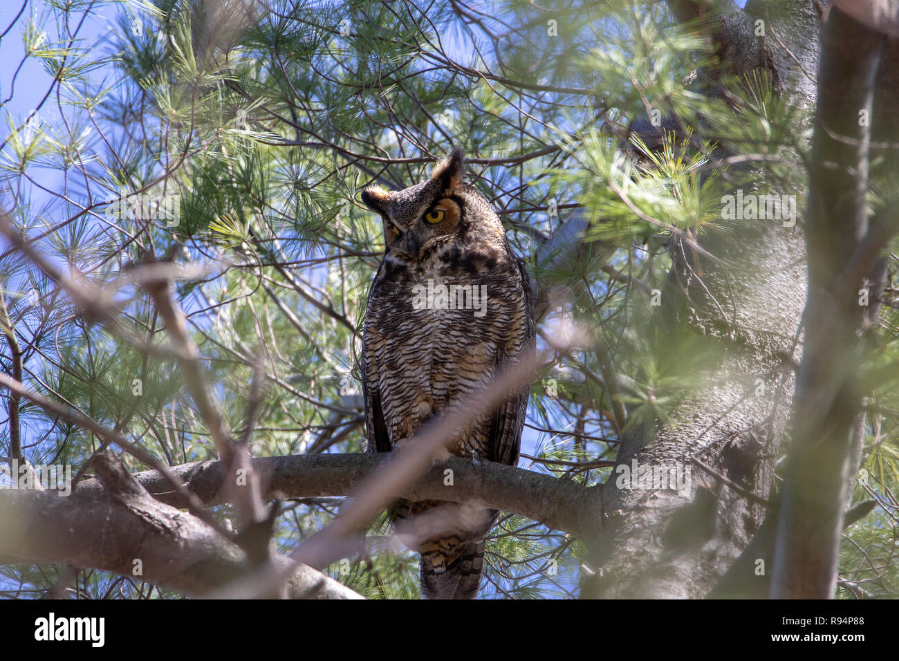 Great Horned Owl in a Tree Stock Photo - Alamy