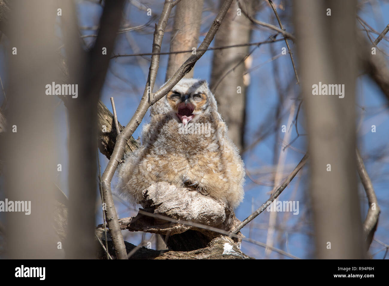 Fledged Great Horned Owlet at Dawn Stock Photo - Alamy