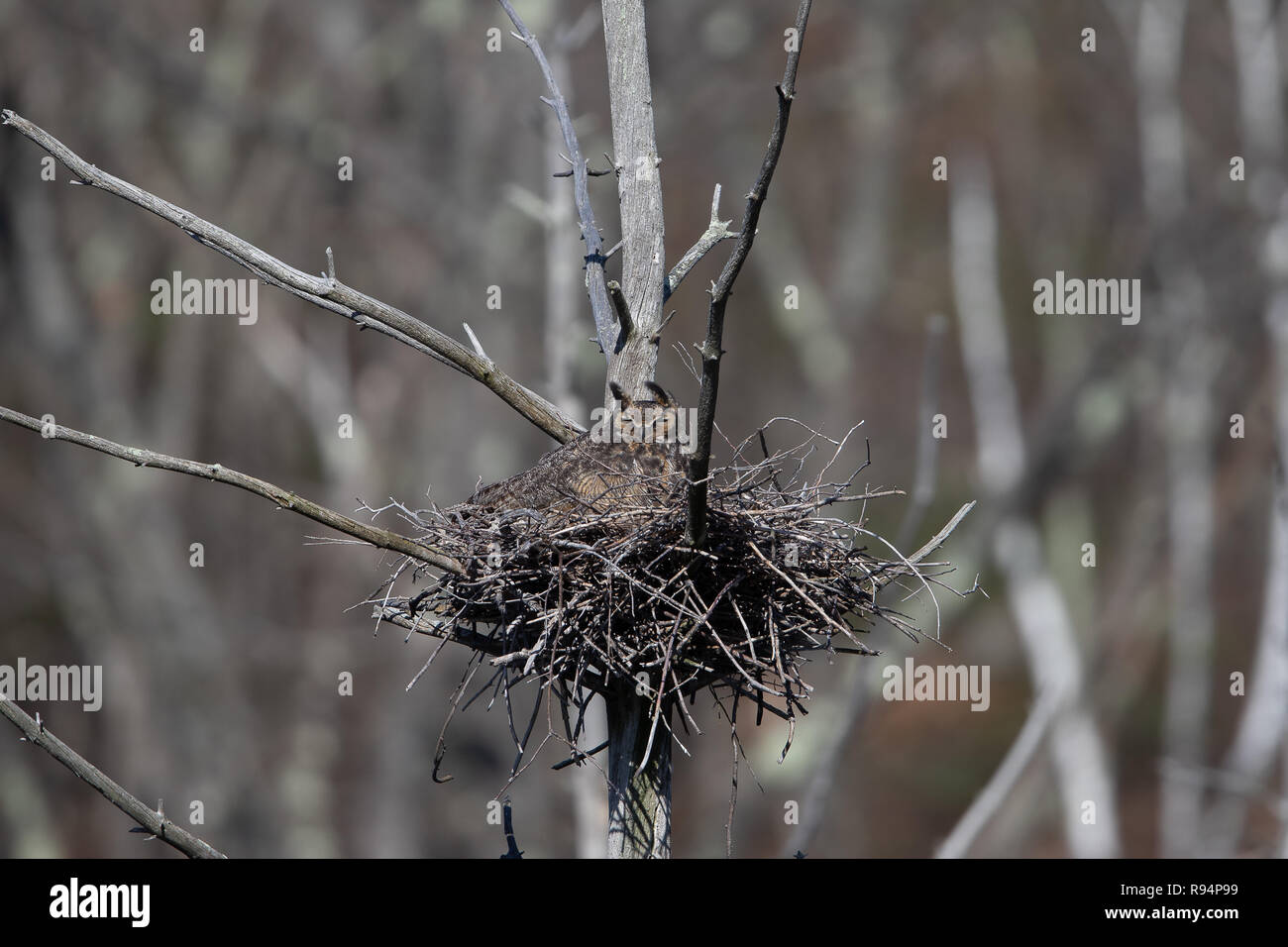 Great Horned Owl and Owlet on a Nest Stock Photo - Alamy