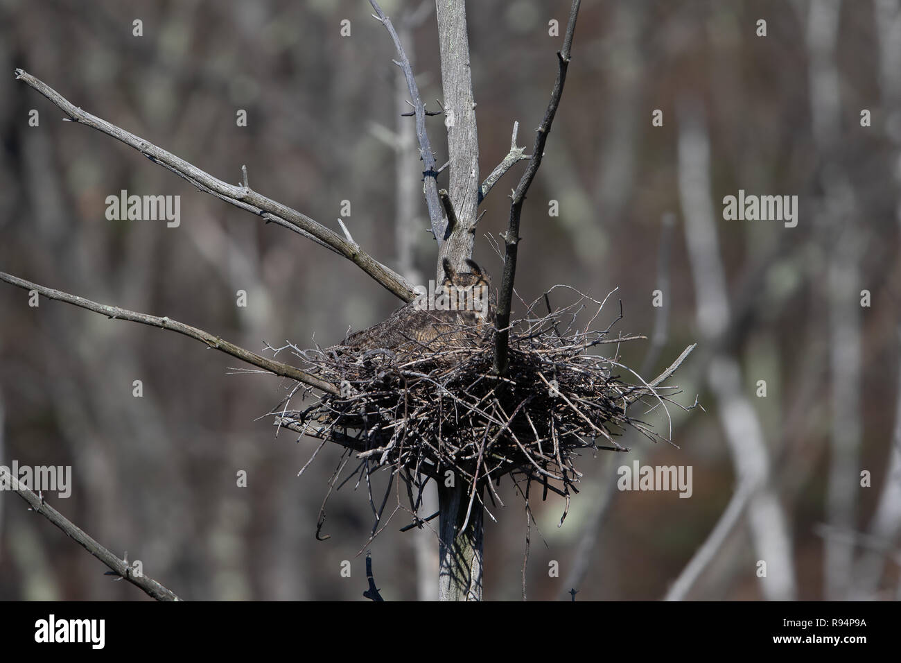 Great Horned Owl and Owlet on a Nest Stock Photo - Alamy