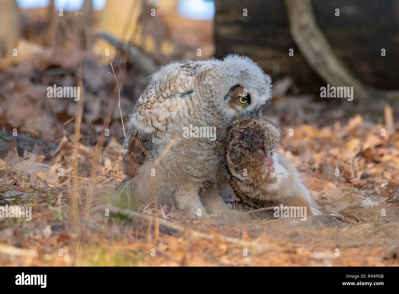 Owlet Eating a Rabbit Stock Photo - Alamy