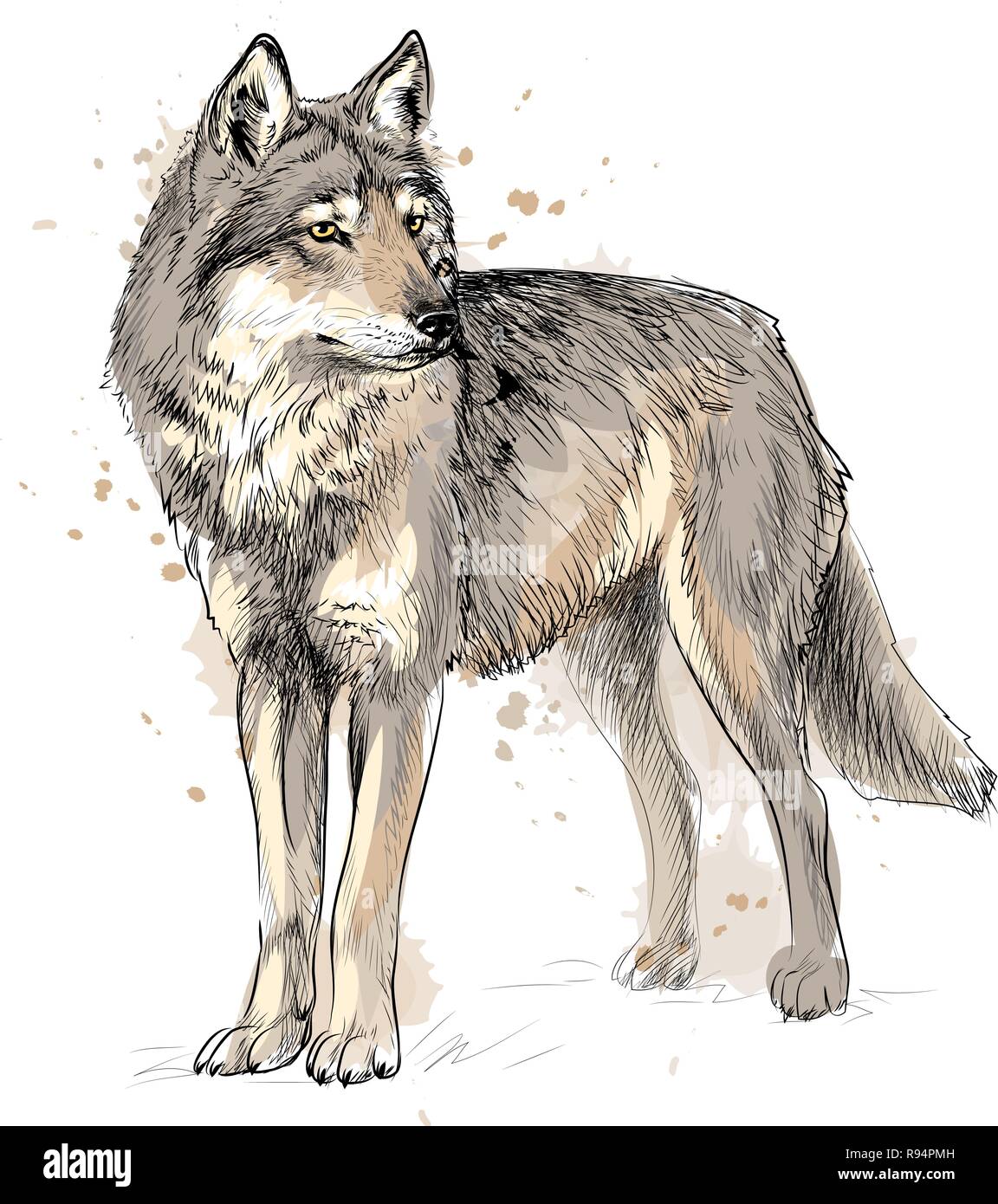 Portrait of a wolf from a splash of watercolor, hand drawn Stock Vector ...