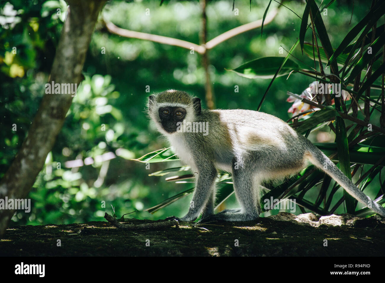 Geographic tree hi-res stock photography and images - Alamy