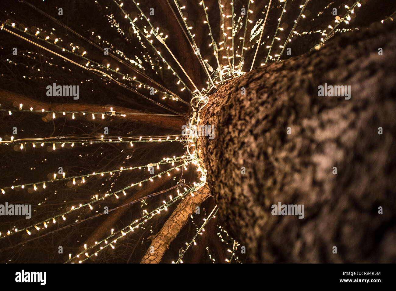 Public garden tree trunk wrapped up with Christmas string led lights ...