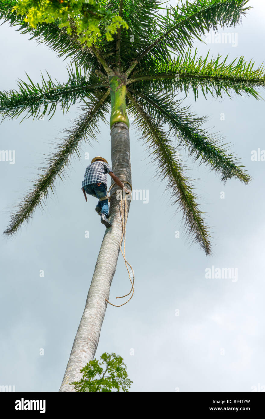 Adult male climbs tall coconut tree with rope to get coco nuts ...
