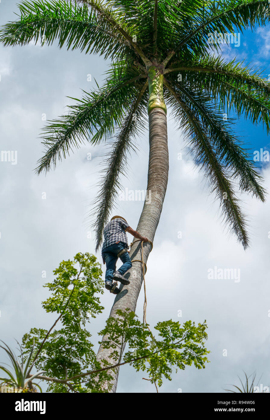 Tall coconut tree hi-res stock photography and images - Alamy