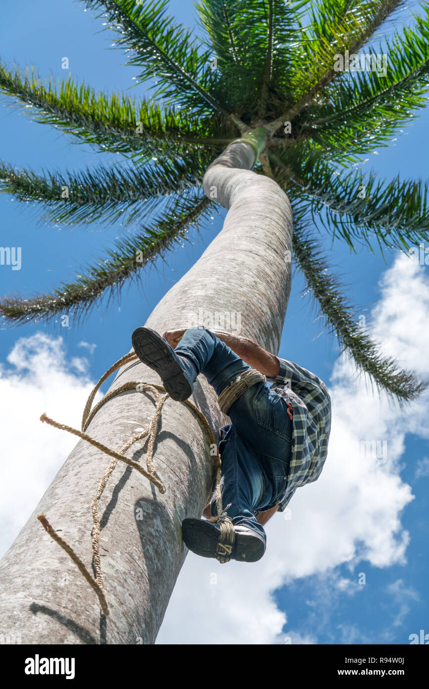 Adult male climbs tall coconut tree with rope to get coco nuts ...