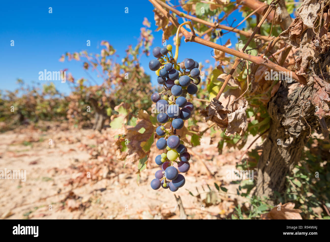 cluster of black and green wine grapes hanging in withered vine branch ...