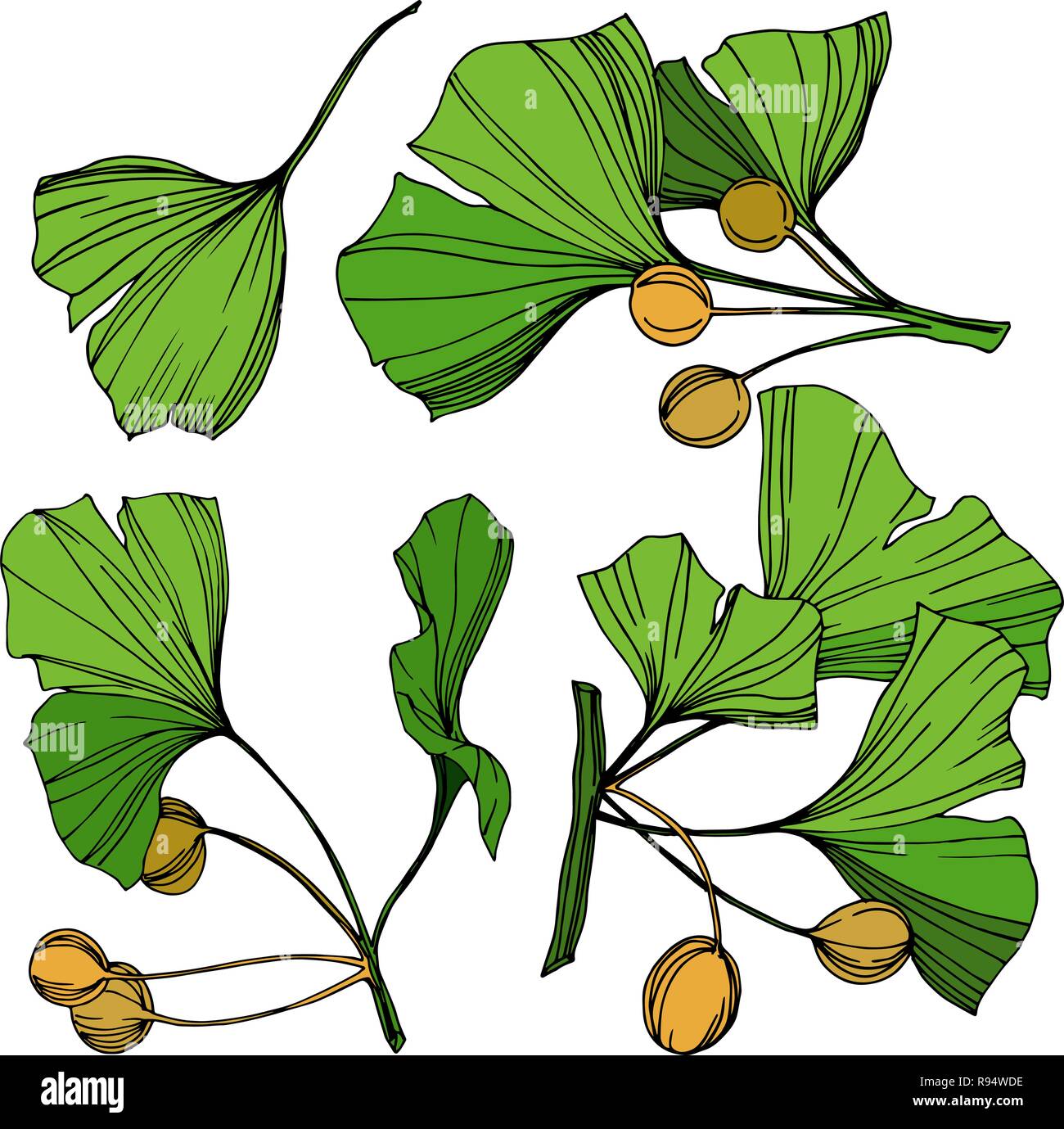 Vector Isolated ginkgo illustration element. Green leaf. Plant ...