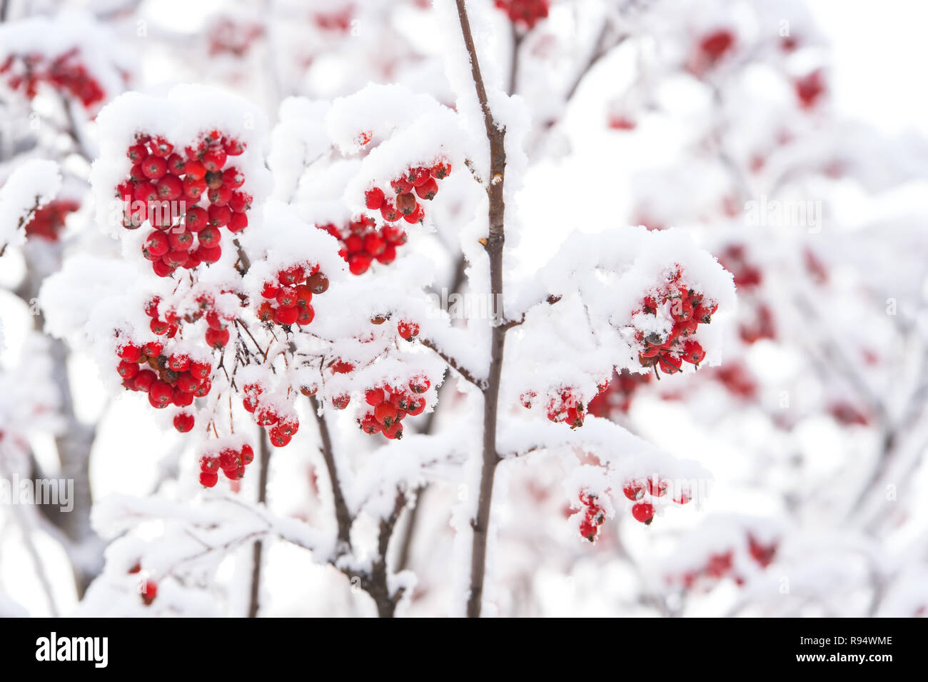 Red berries covered with snow. Rowan bunches on snowy tree. Ashberry in ...