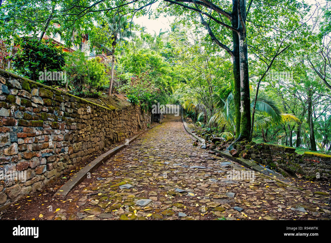 beautiful pebble or stony road, way among tropical jungle wood or ...