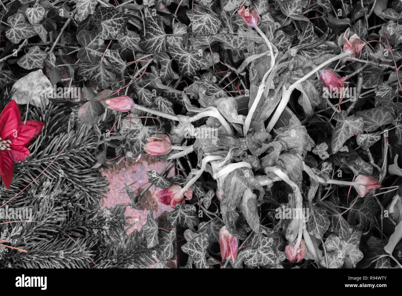 Dead tulips flower hi-res stock photography and images - Alamy