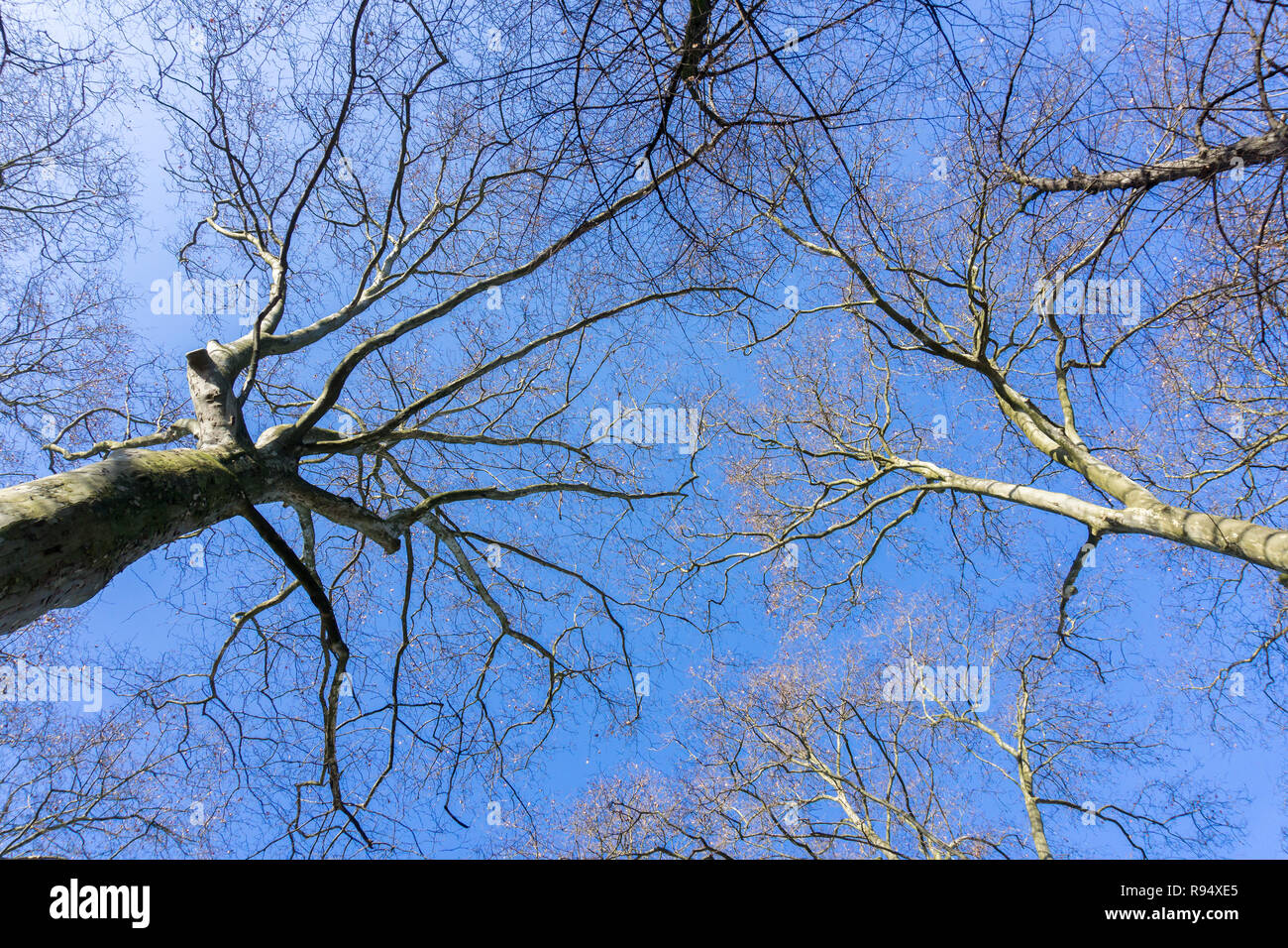Branches Tree Winter Without Leaves High Resolution Stock Photography ...