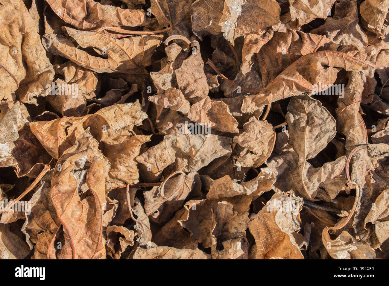 brown leaves texture, autumn fall Stock Photo - Alamy