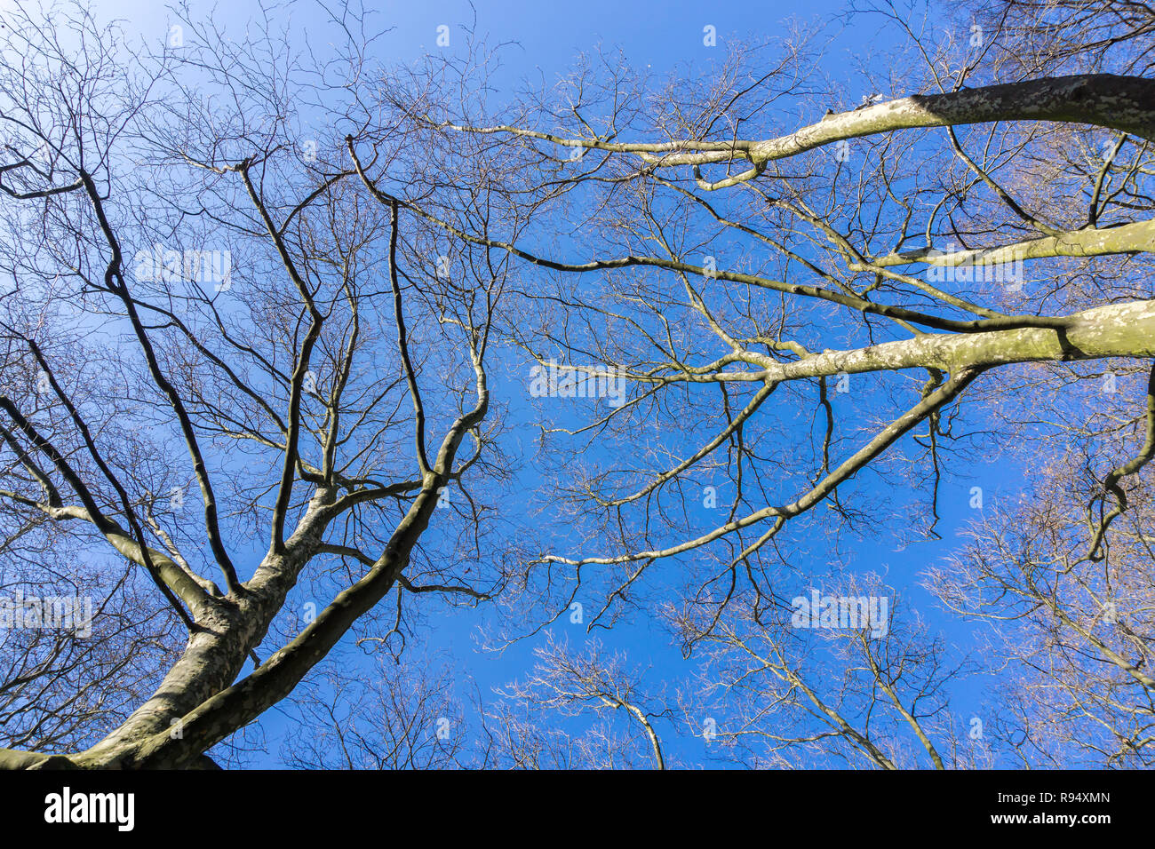 View of Big Trees with bare Branches on a cold Winter Day Stock Photo ...