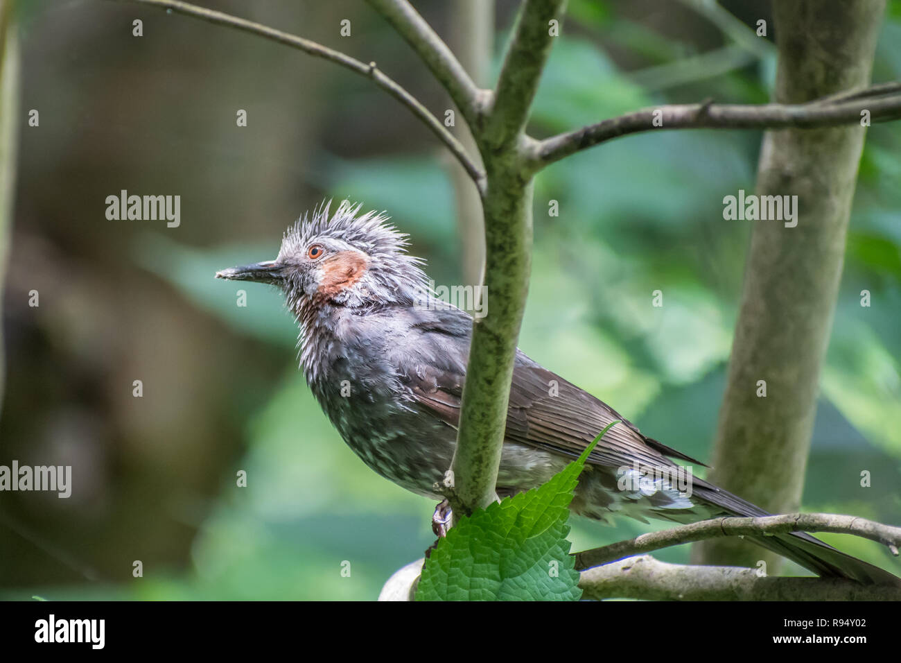 Brown eared bulbul hi-res stock photography and images - Alamy