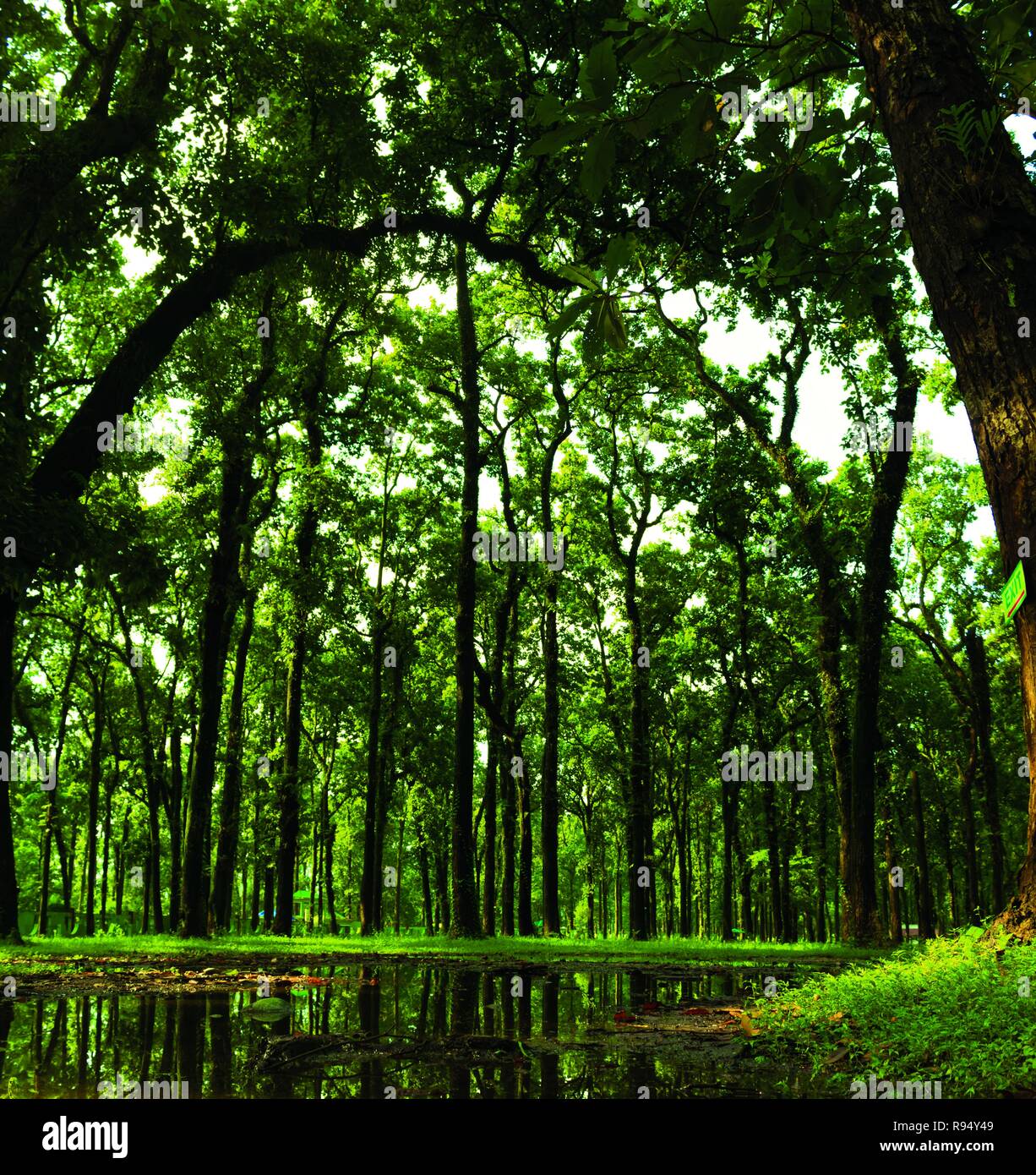 Nature`s Gate, a place in siliguri in west bangal Stock Photo - Alamy