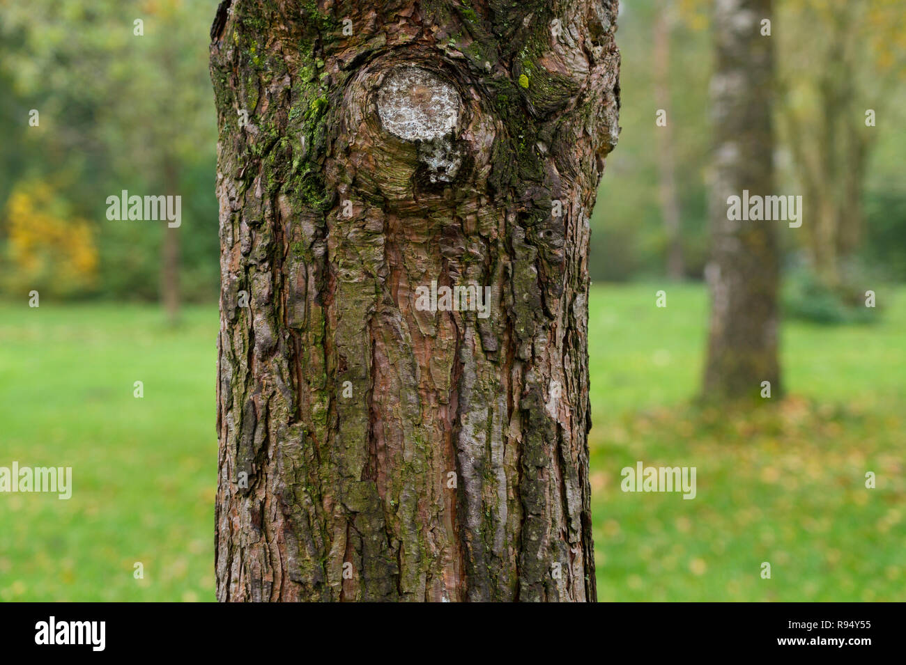 Mossy big tree hi-res stock photography and images - Alamy