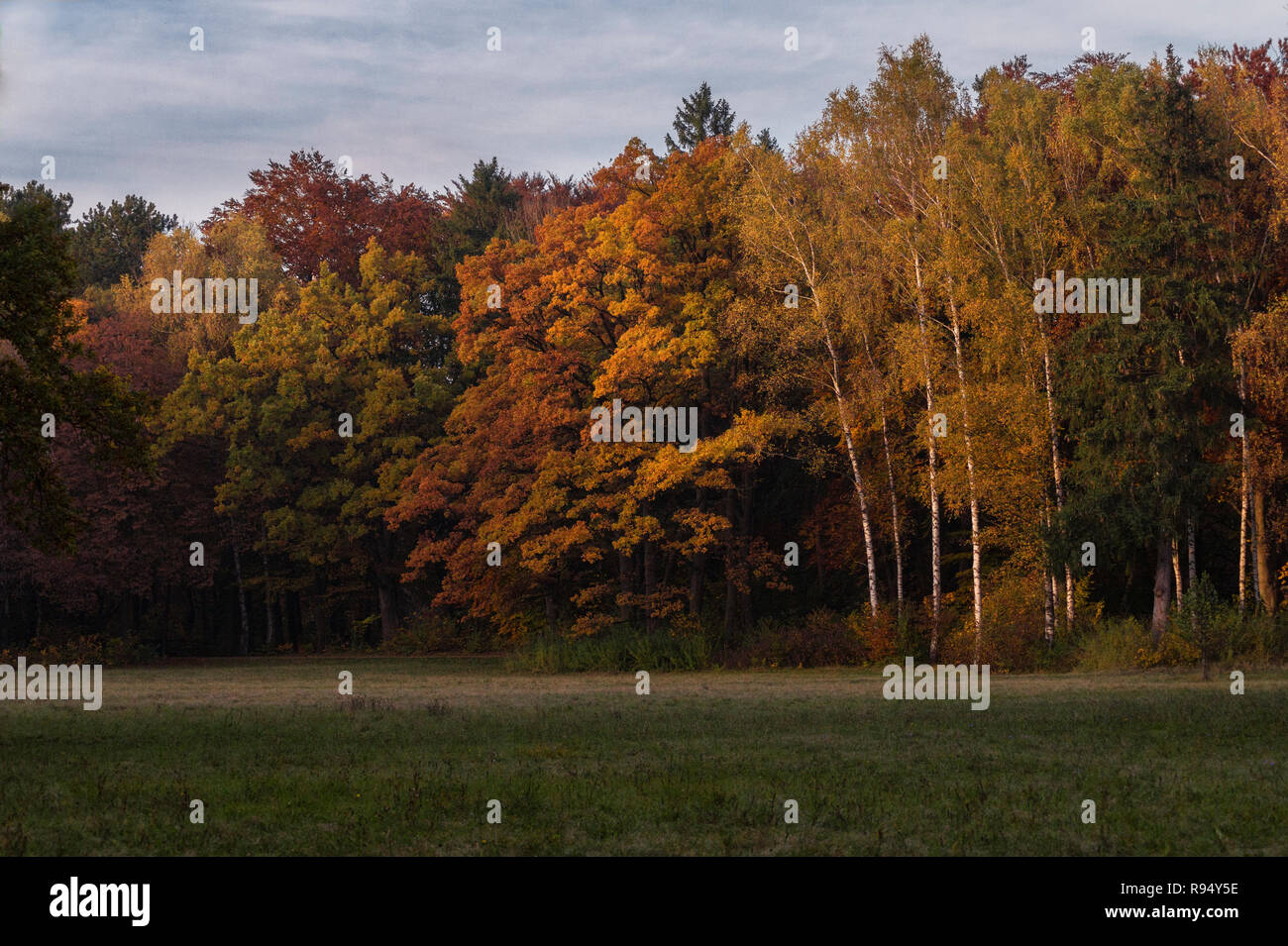 Colourful forest hi-res stock photography and images - Alamy