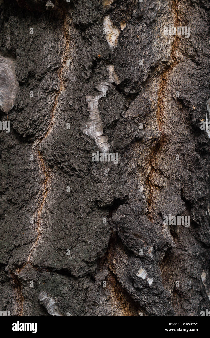 Close-up of detailed Tree Bark. Wooden Background Texture Stock Photo ...