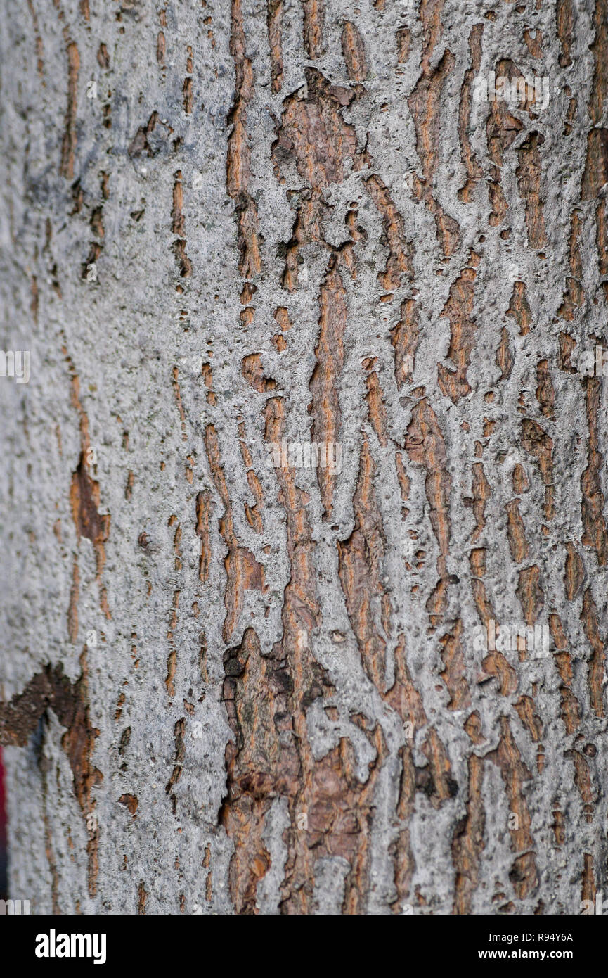 Close-up of a detailed Tree Bark. Wooden Background Texture Stock Photo ...