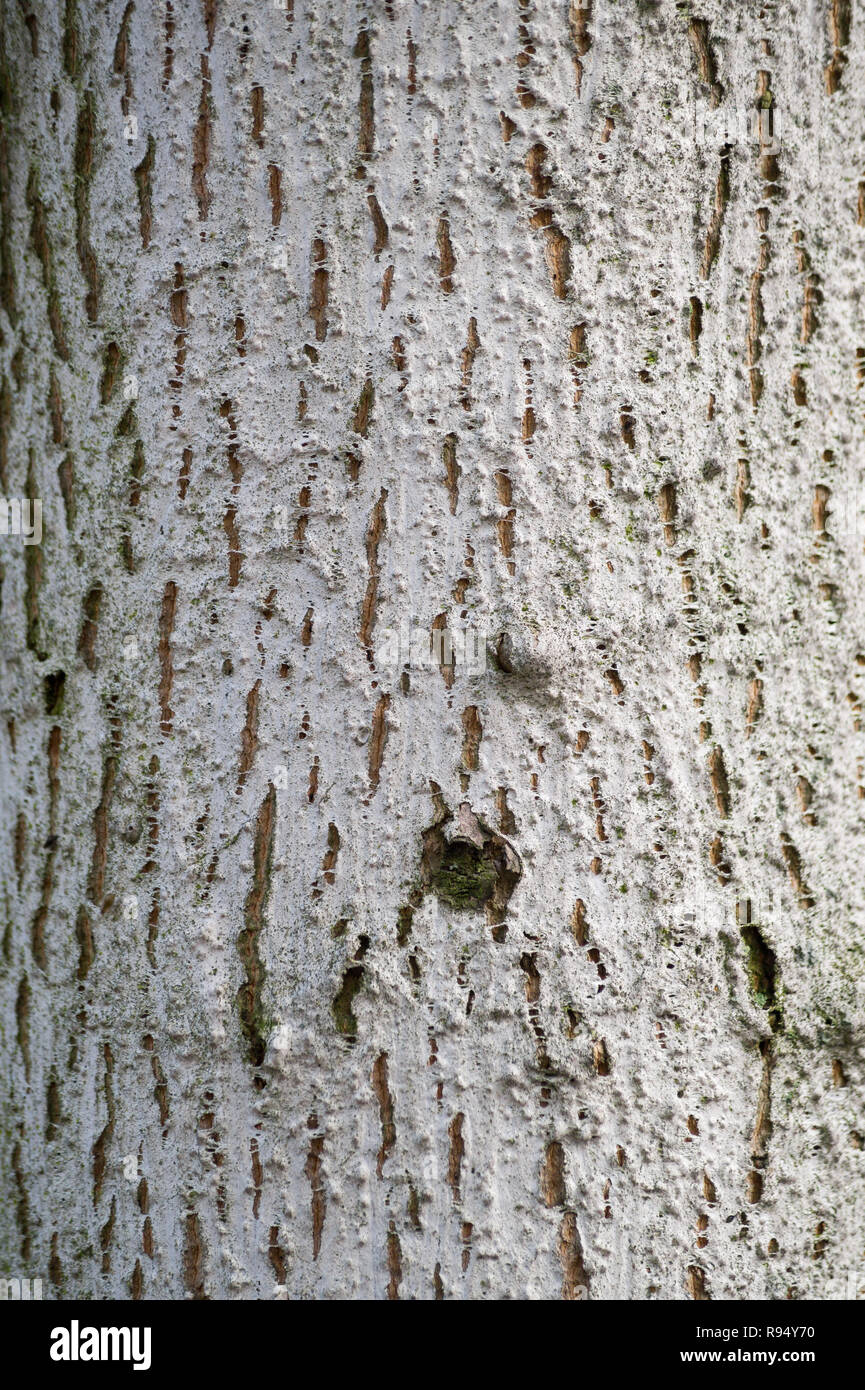 Close-up of a detailed Tree Bark. Wooden Background Texture Stock Photo ...