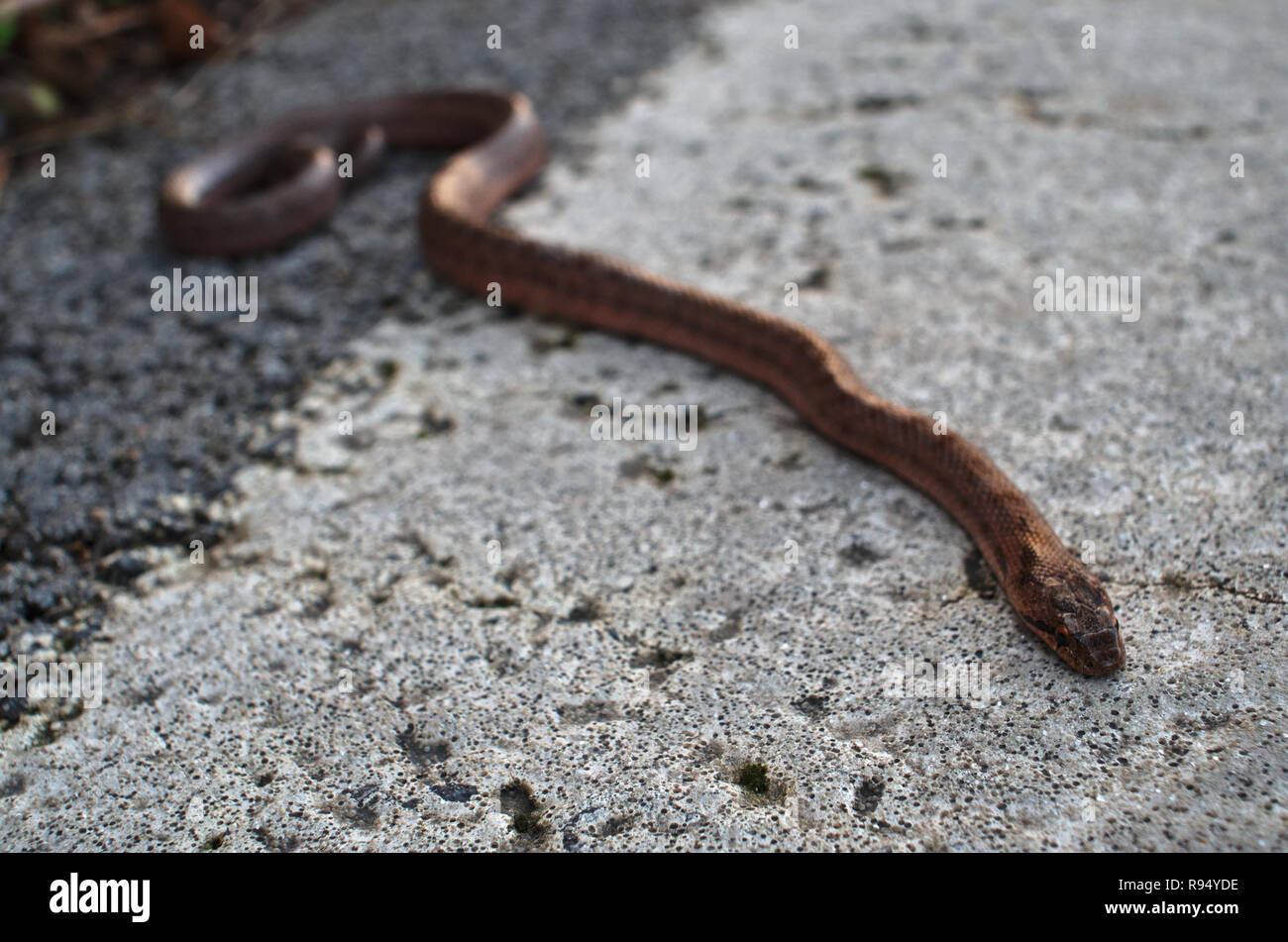 Danger animals crossing road hi-res stock photography and images - Alamy