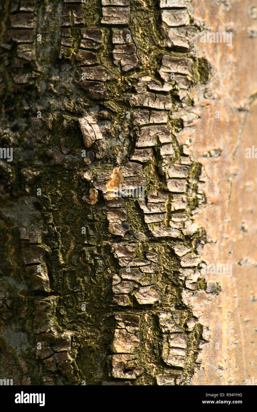 Pine tree bark texture and background, close up view of natural and ...