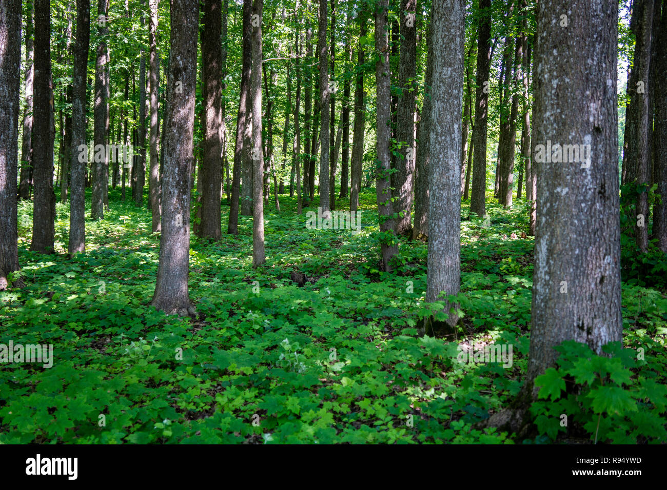 countryside yard with trees and green foliage in summer sunny day Stock ...