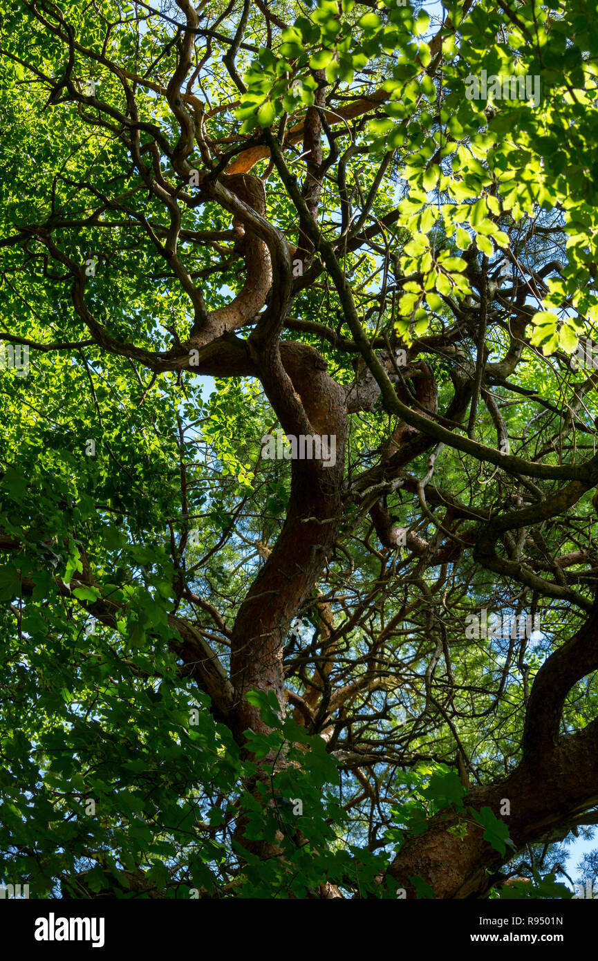 View from below of huge green trees with curvy branches Stock Photo - Alamy