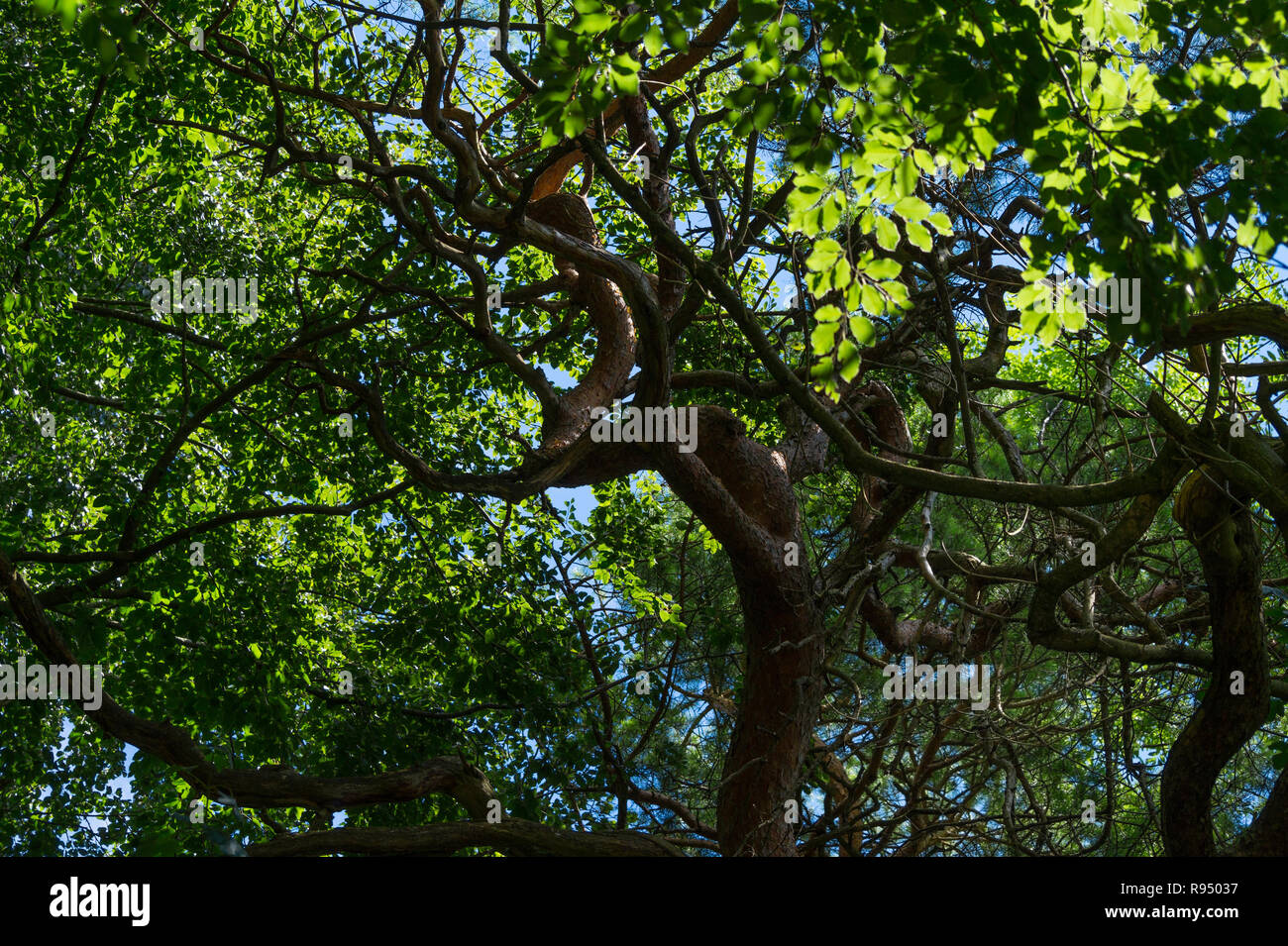 View from below of huge green trees with curvy branches Stock Photo - Alamy