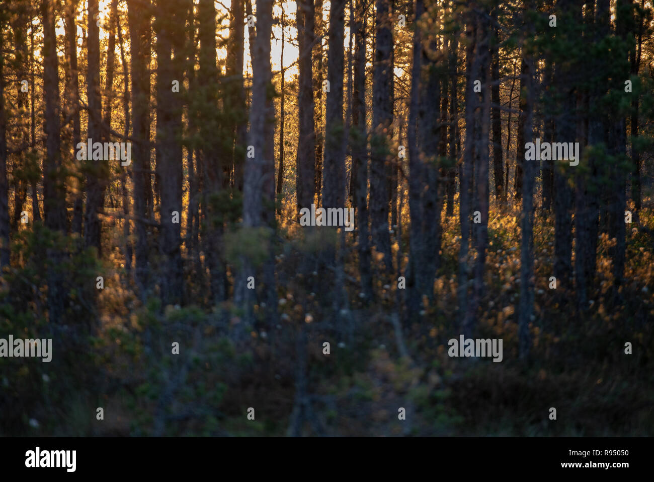 radiant sun light shining through tree branches in forest with contrast ...