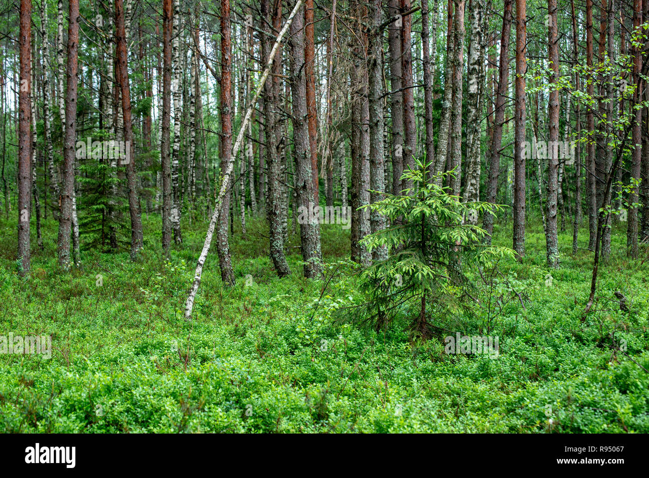 countryside yard with trees and green foliage in summer sunny day Stock ...