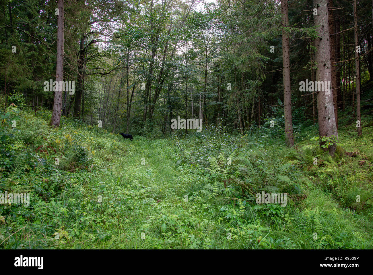 countryside yard with trees and green foliage in summer sunny day Stock ...