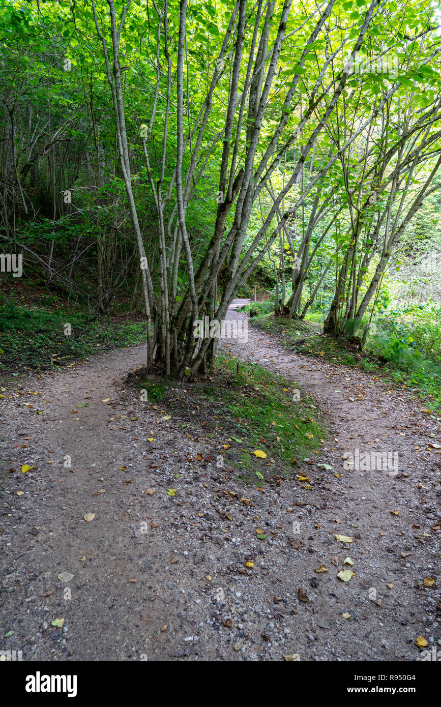 tourist gravel walking footpath in green forest with lots of foliage ...