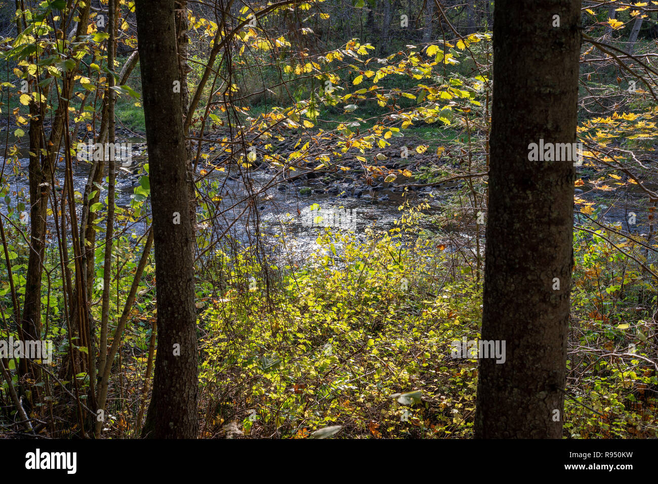 radiant sun light shining through tree branches in forest with contrast ...