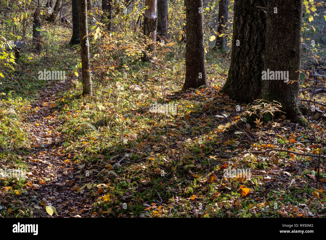 radiant sun light shining through tree branches in forest with contrast ...