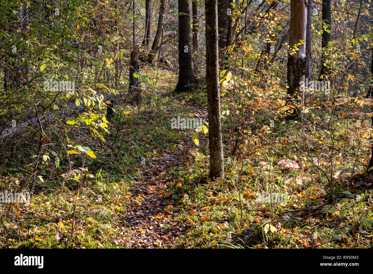 radiant sun light shining through tree branches in forest with contrast ...