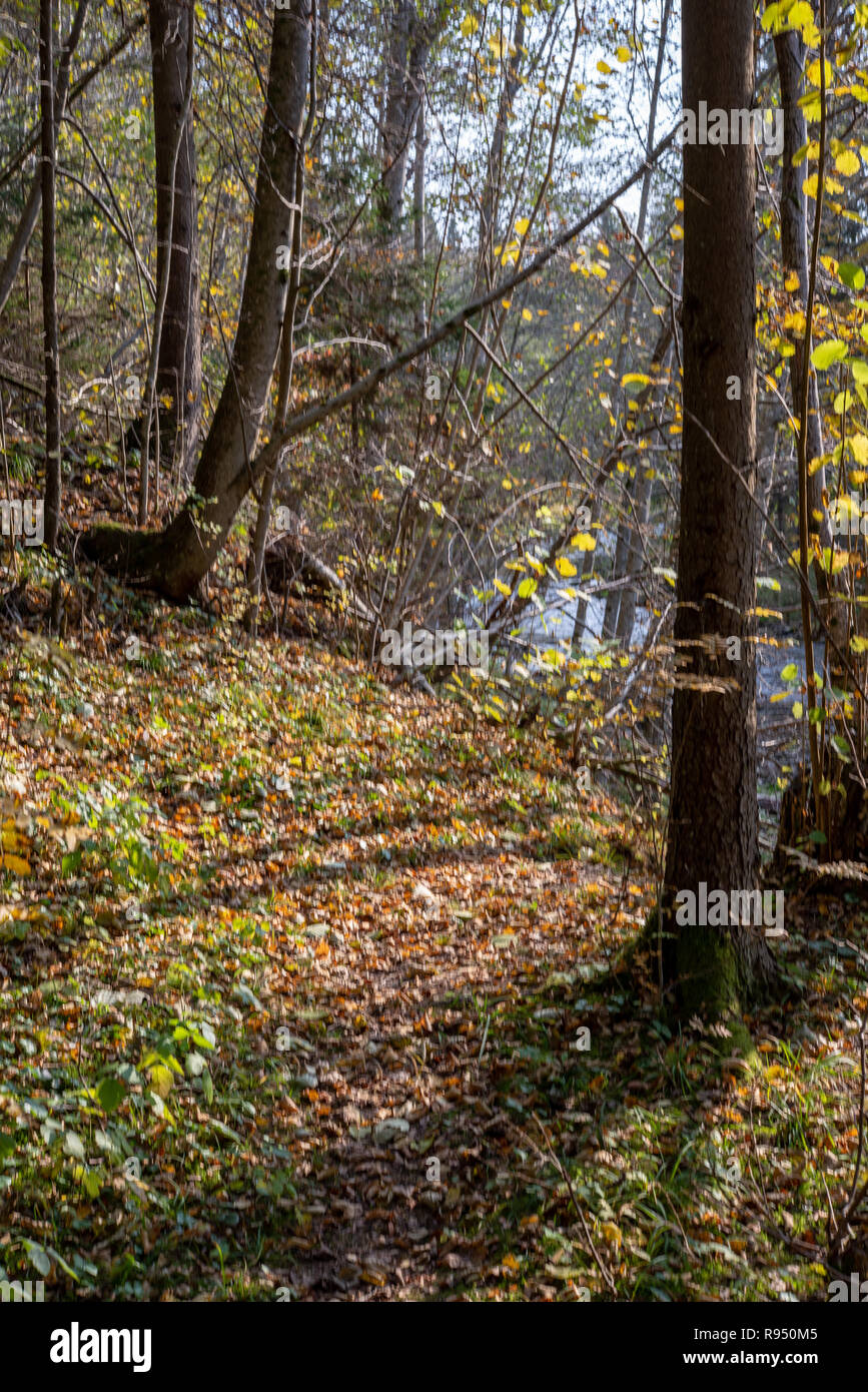 radiant sun light shining through tree branches in forest with contrast ...