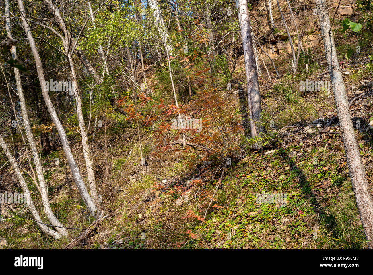 radiant sun light shining through tree branches in forest with contrast ...