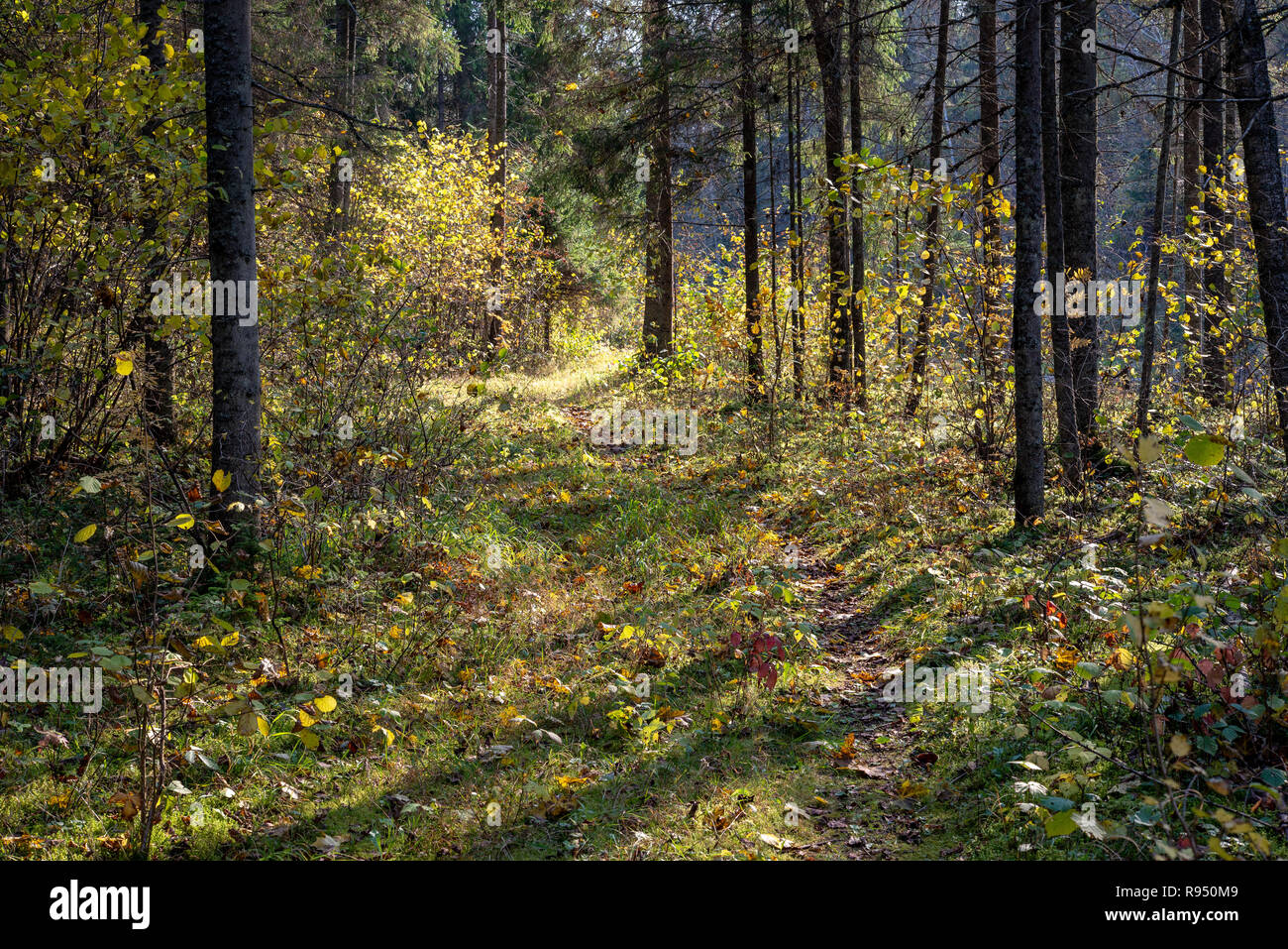 radiant sun light shining through tree branches in forest with contrast ...