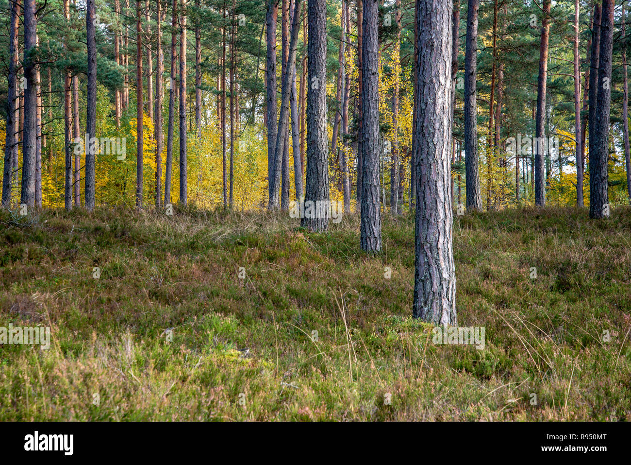 radiant sun light shining through tree branches in forest with contrast ...