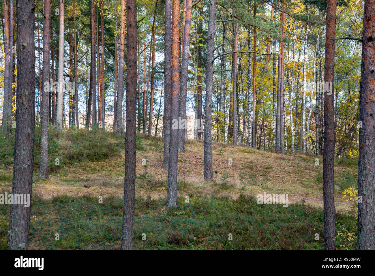 radiant sun light shining through tree branches in forest with contrast ...